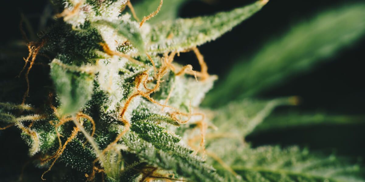 How Long Does THC-A stay in your System? – Puffy THCa