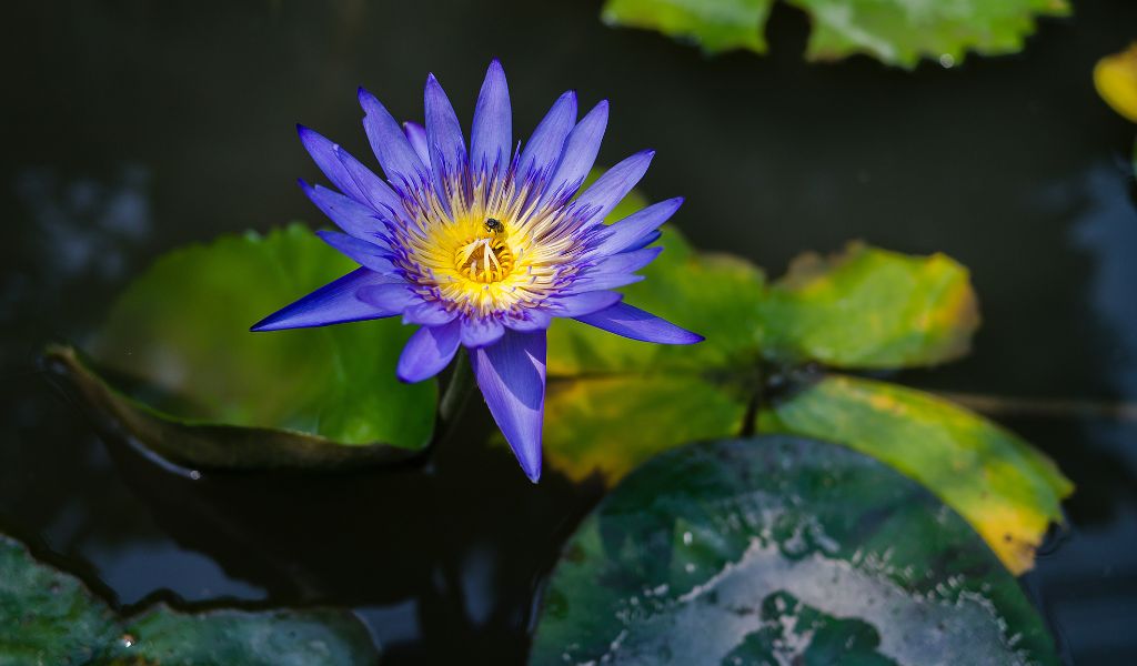 From Ancient Rites to Modern Delights: Blue Lotus Effects – Puffy ...